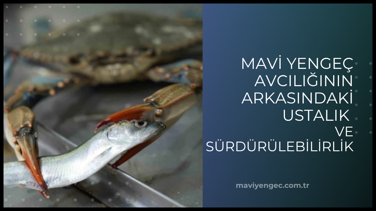 Mavi Yengeç Avcılığının Arkasındaki Ustalık ve Sürdürülebilirlik - Mavi ...