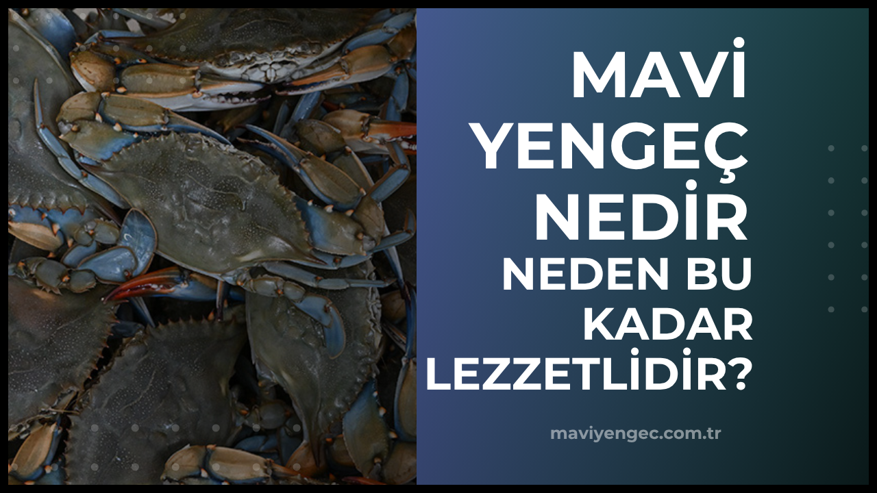 Mavi Yengeç Nedir, Neden Bu Kadar Lezzetlidir - Mavi Yengeç - E-Ticaret ...